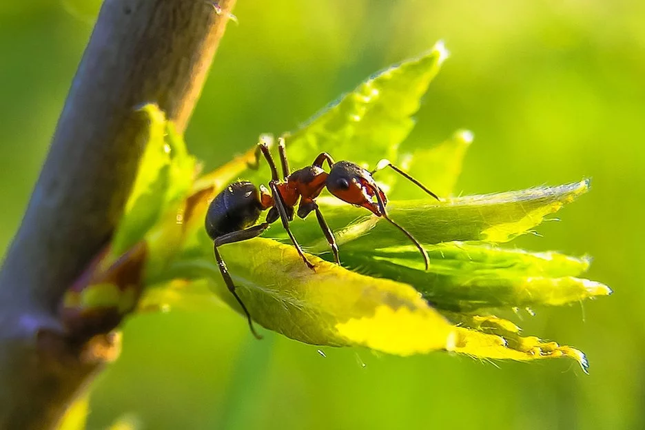 The 3 Most Common Ants in Pennsylvania | Pavement Ants Pennsylvania ...