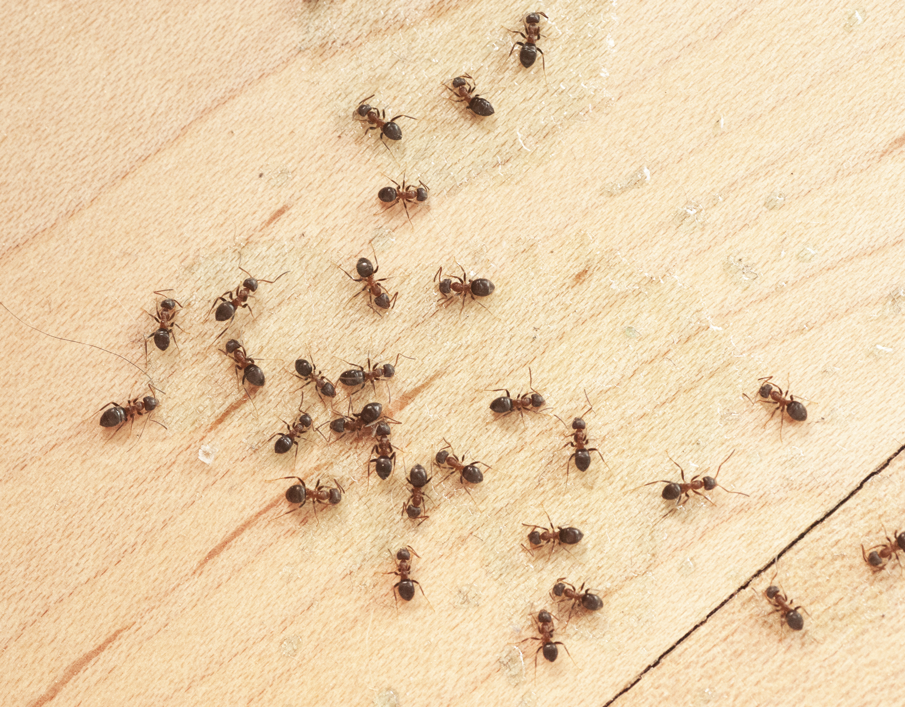 Types of Ants in Pennsylvania | Blog | D-Bug